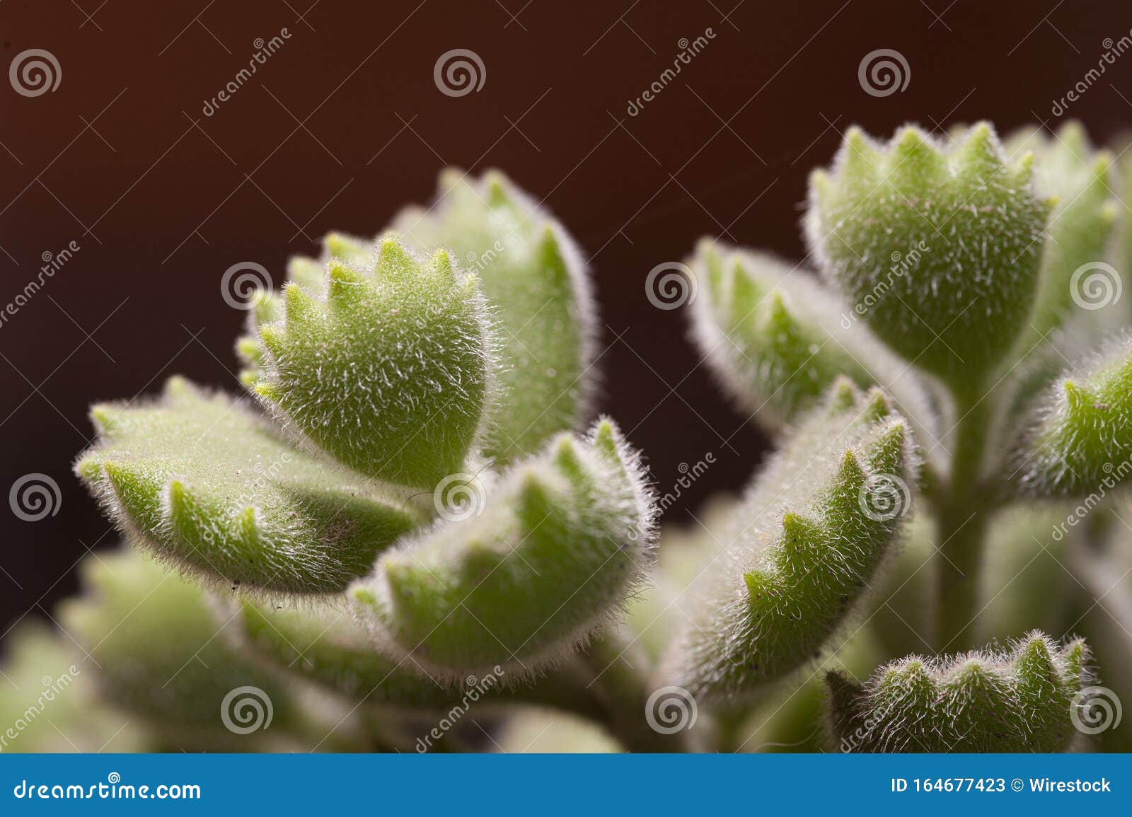 Macro Photography Shot of Scabrous Plants on Blurred Background Stock ...