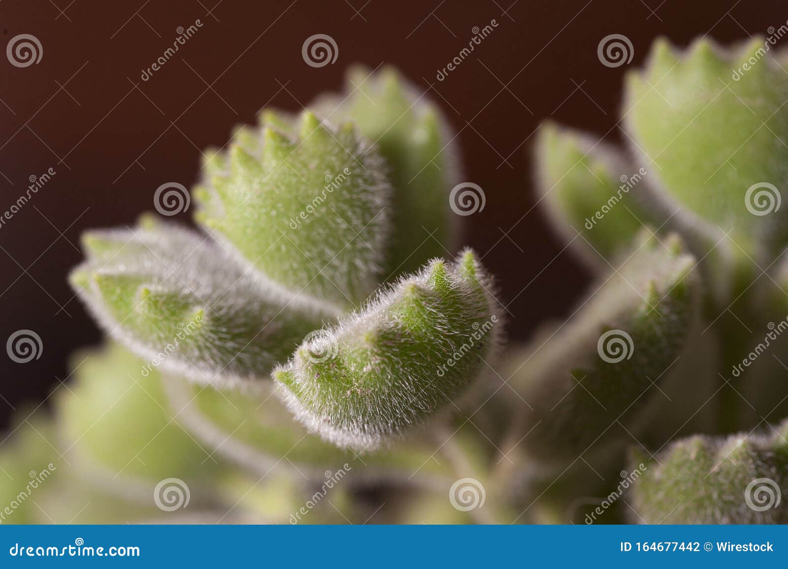 Macro Photography Shot of Scabrous Plants on Blurred Background Stock ...