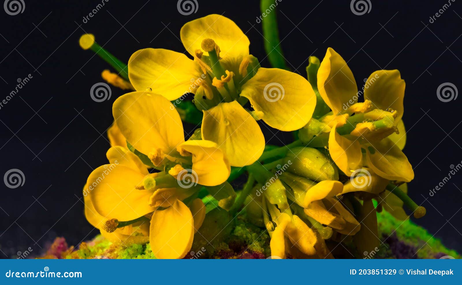 Macro Photography Small Flower in Table Top Stock Image - Image of ...