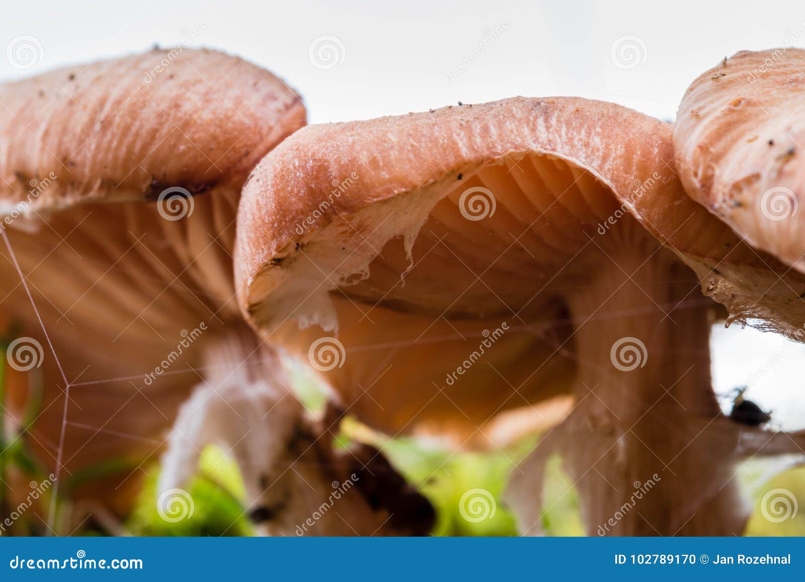 Macro Photography of Small Mushrooms from Bottom. Unusual View Stock ...