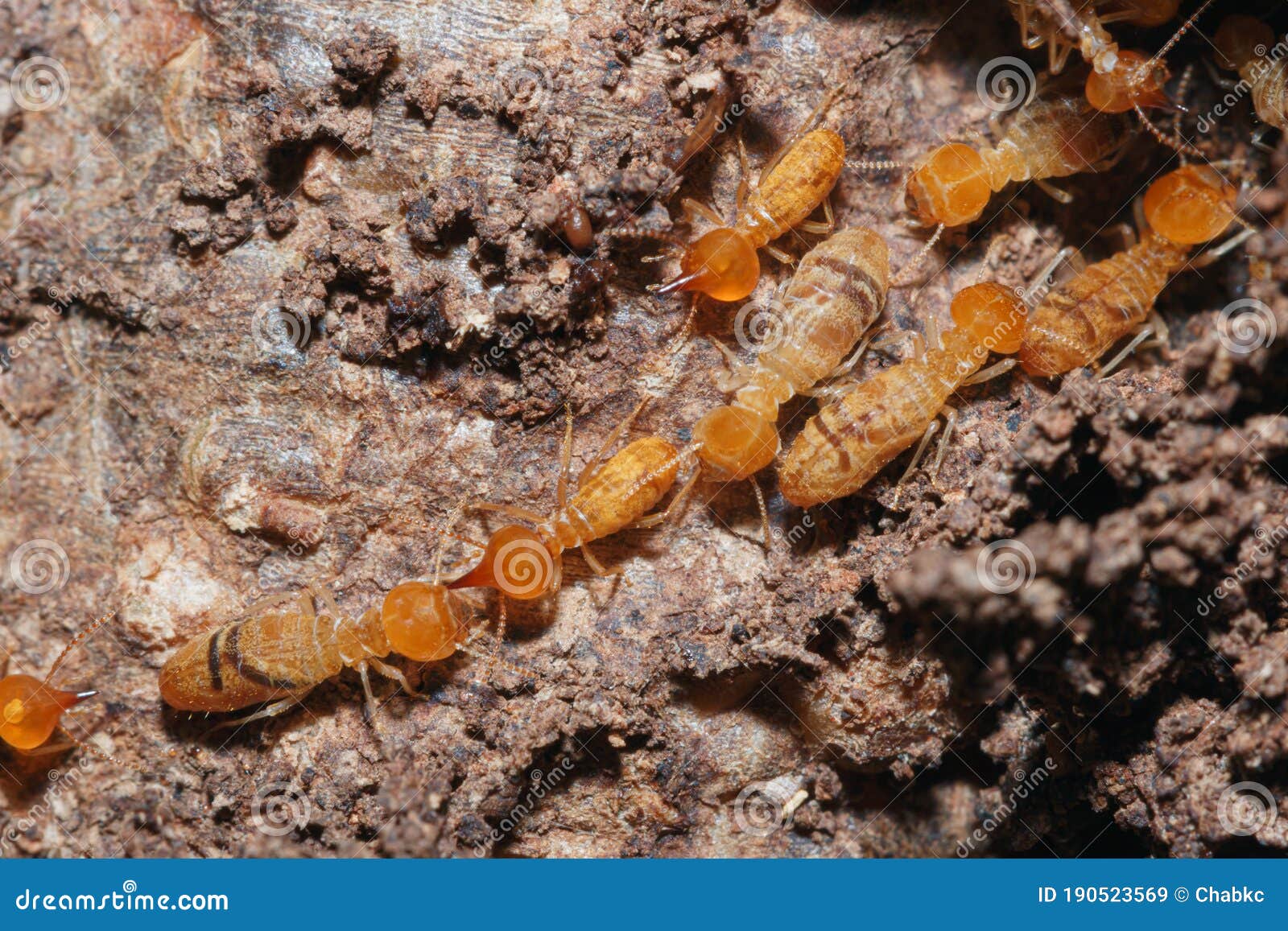 Small termite teams stock image. Image of group, structure - 190523569