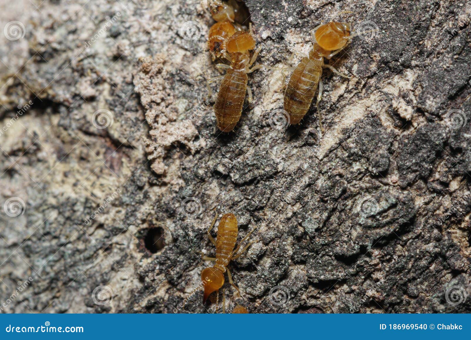 Small termite on tree stock photo. Image of environment - 186969540