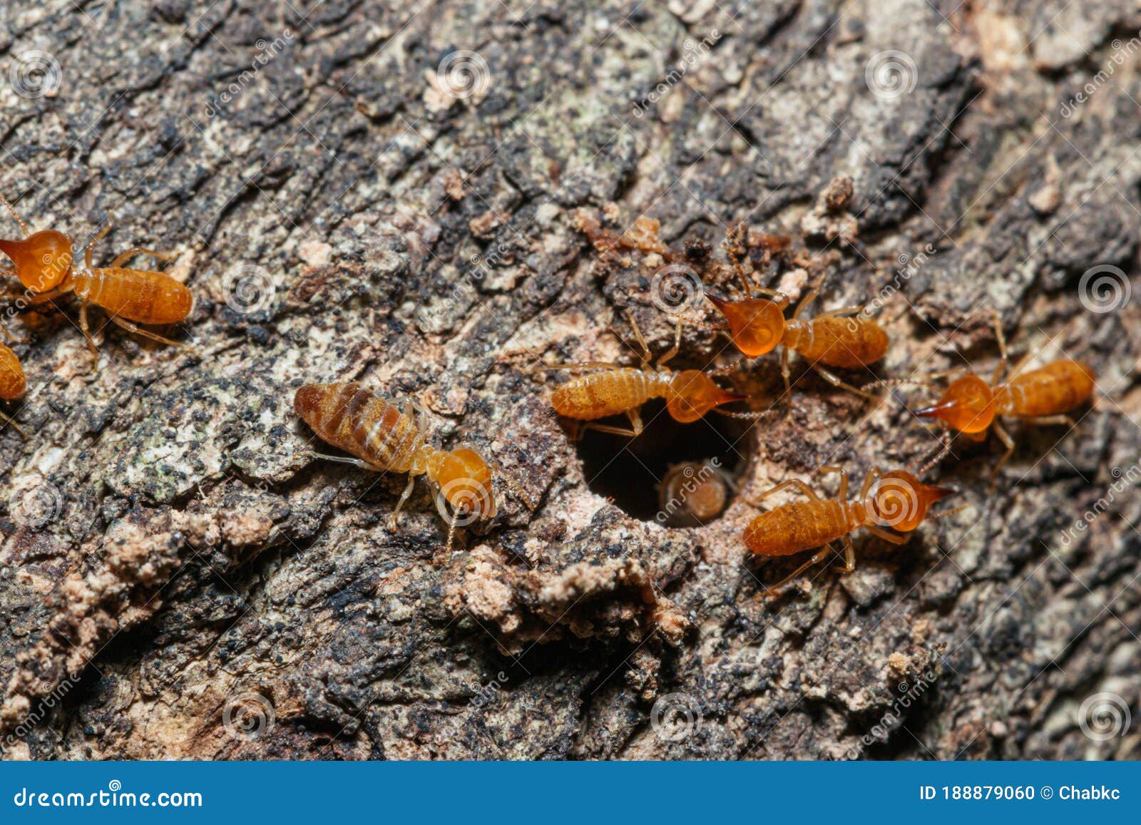 Macro Photography of Small Termite Stock Photo - Image of background ...