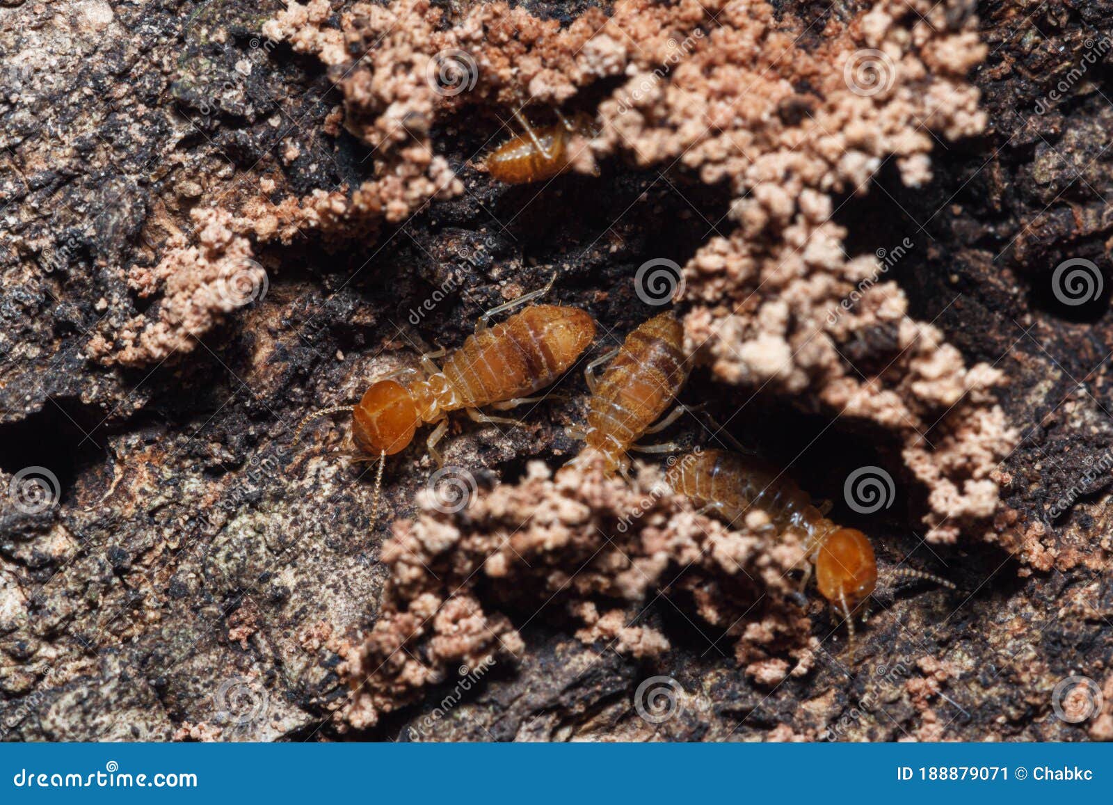 Macro Photography of Small Termite Stock Image - Image of structure ...