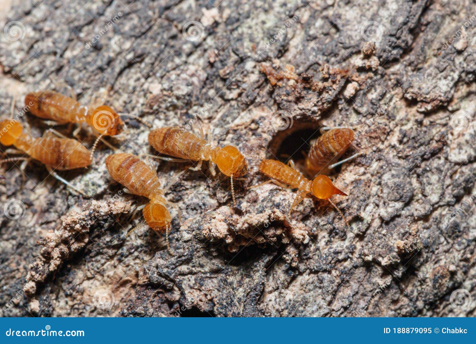 Macro Photography of Small Termite Stock Image - Image of nature, macro ...