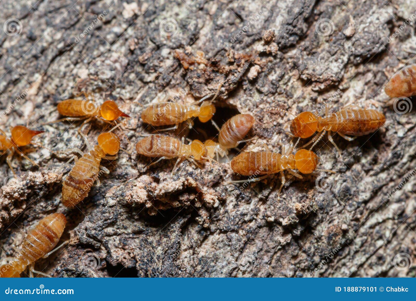Macro Photography of Small Termite Stock Image - Image of nuisance ...
