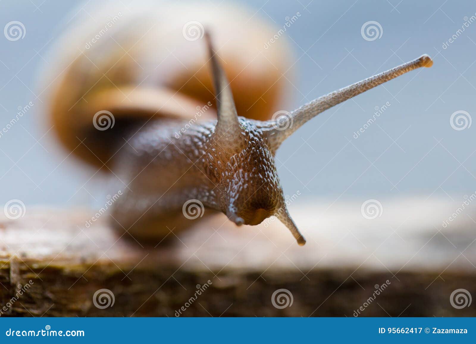 Macro Photography of Snail. Close-up Stock Image - Image of macro, slow ...