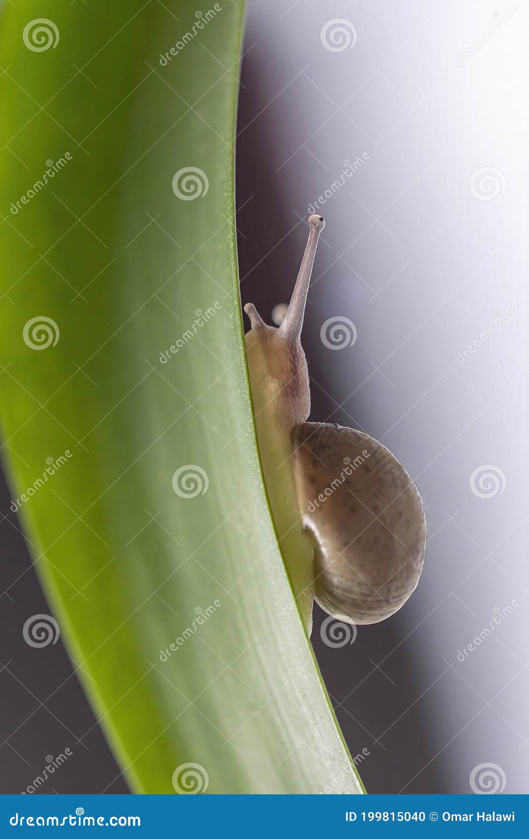 Macro Photography Snail or Slug Shell on Green Leaf Climbing Up Stock ...