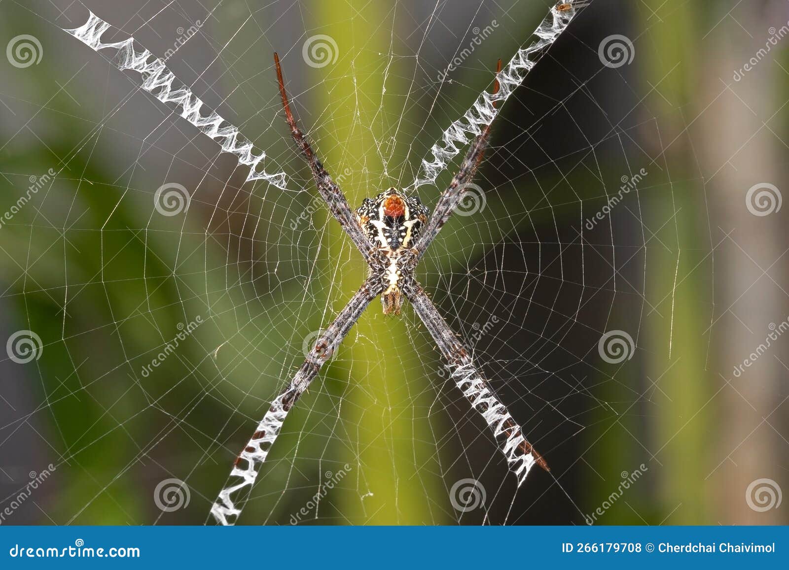Macro Photo of Spider on the Web Stock Photo - Image of poison ...