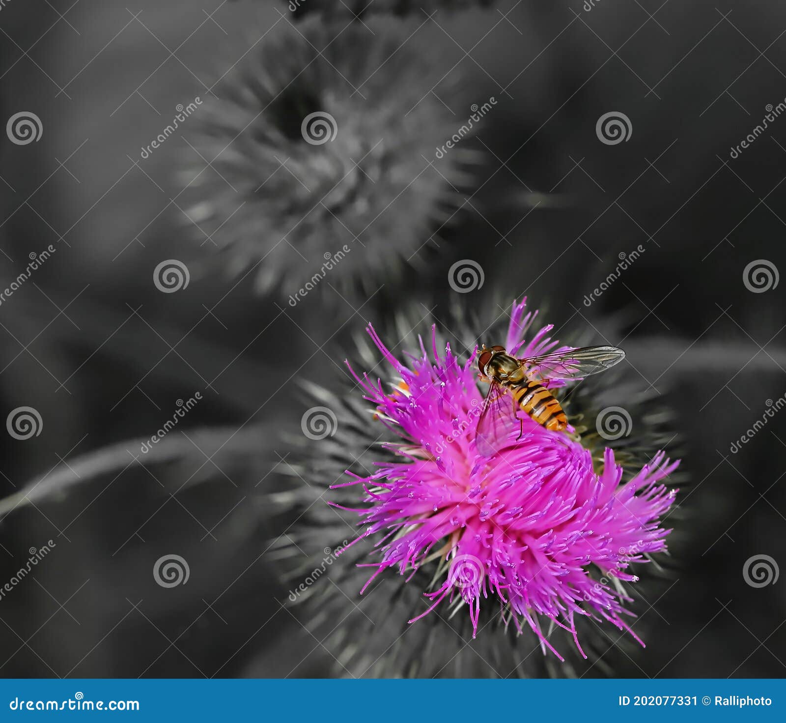 Macro Photography of Syrphid or Hover Fly on a Thistle Flower Stock ...