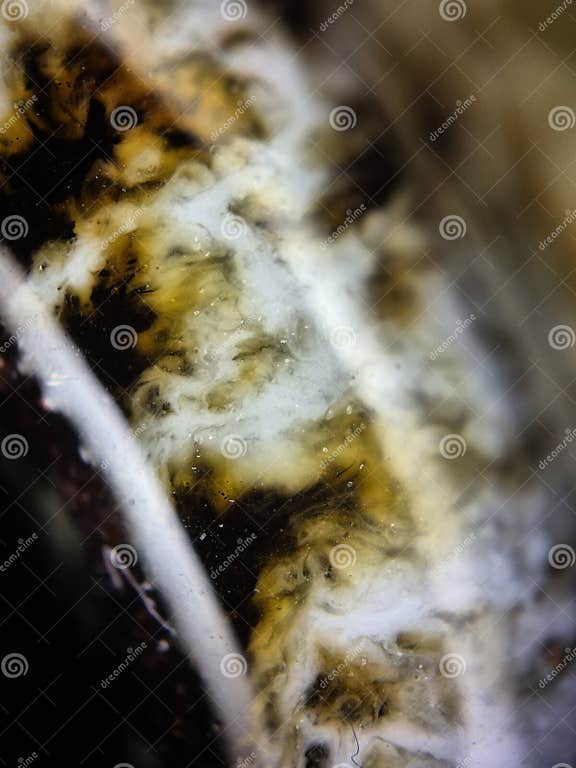 "Secrets of Ceramics: Macro Photography Under the Microscope" Stock ...