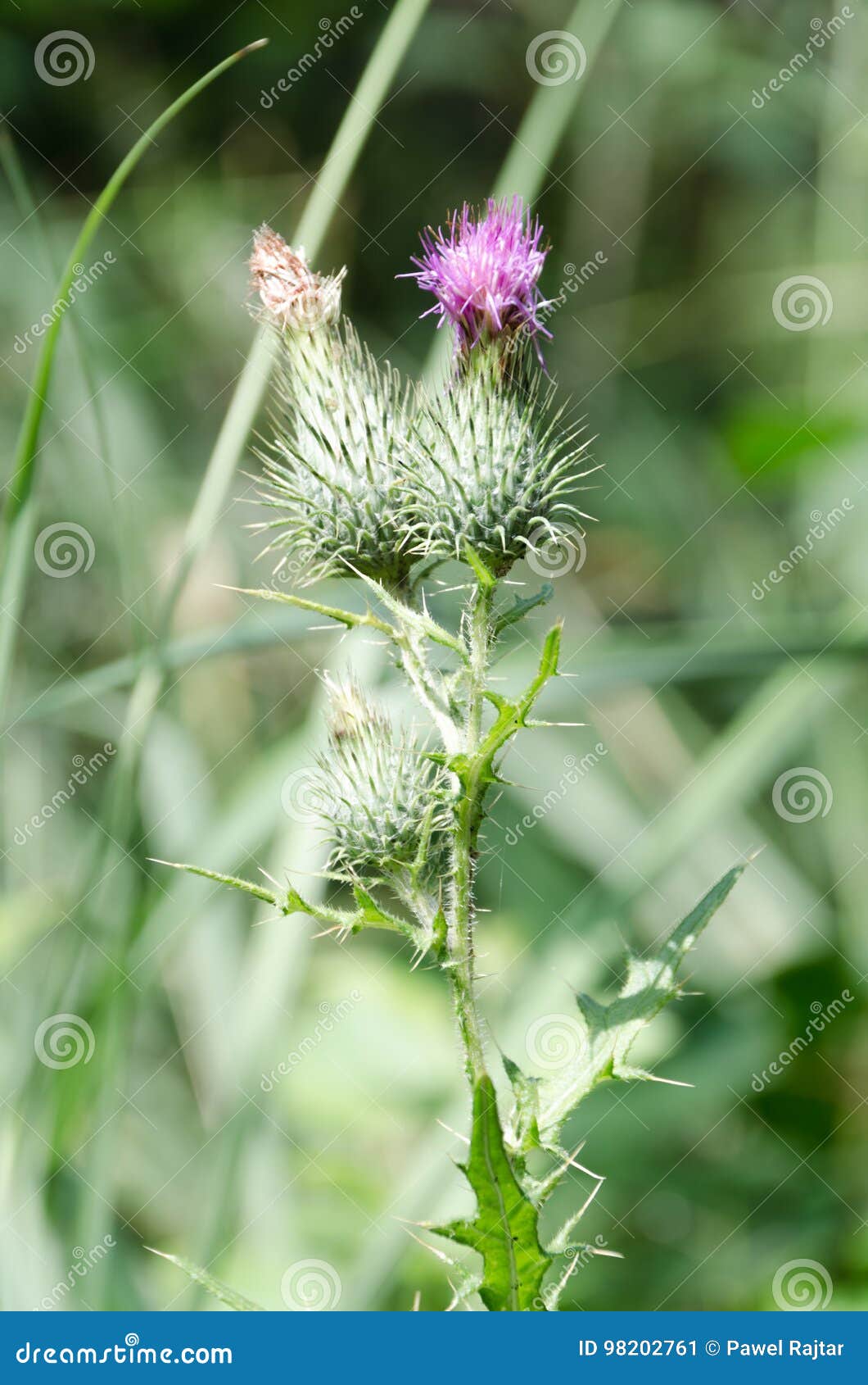 Macro Photography, Thistles Growing in the Forest. Stock Image - Image ...