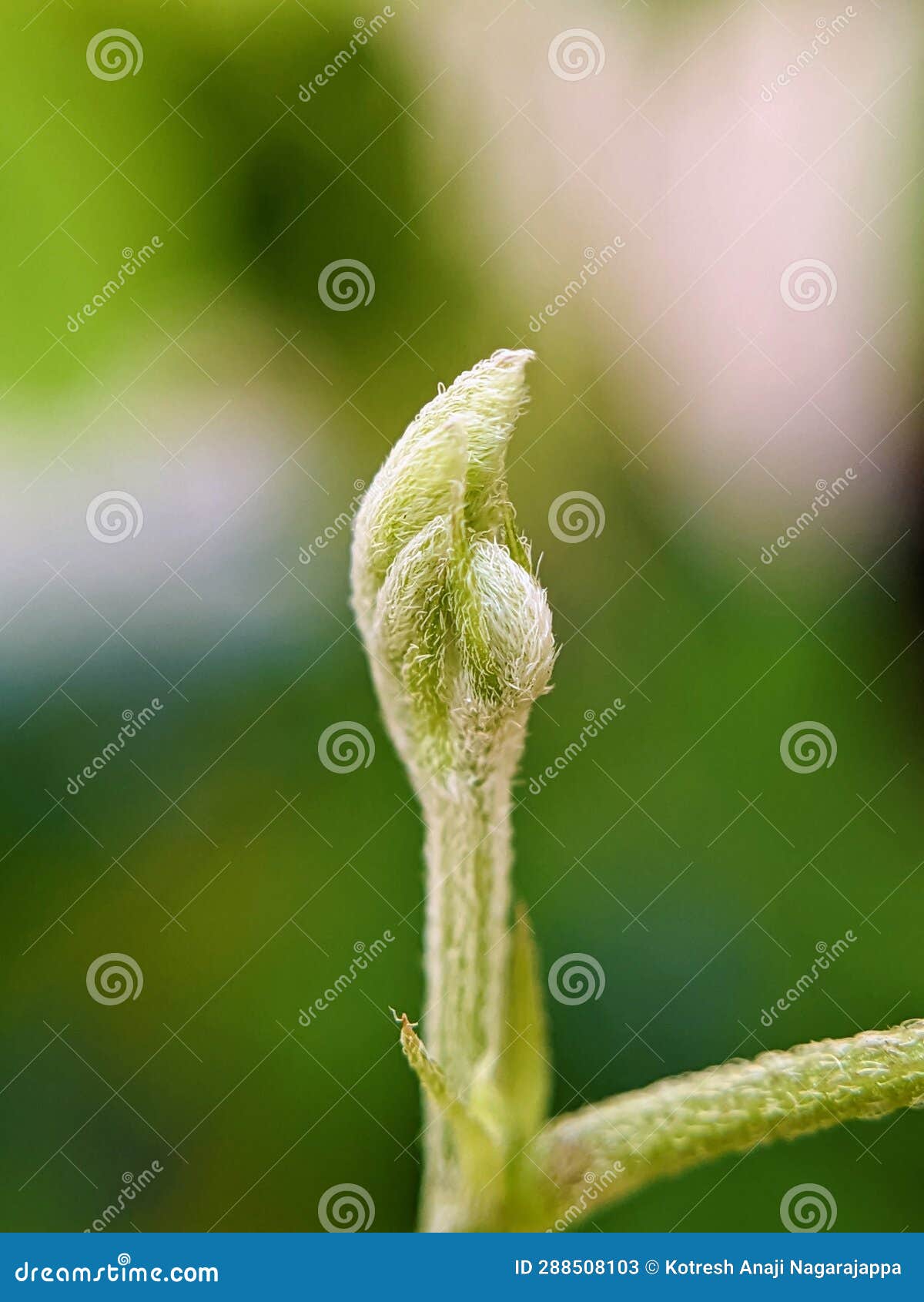 Macro Photography of a Tiny Leaf in the Garden Stock Image - Image of ...