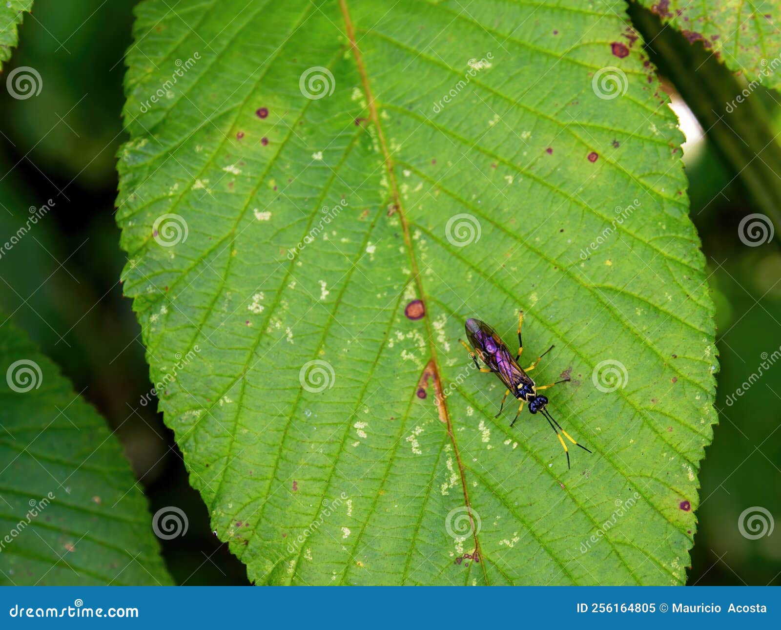 Macro Photography Of A Tiny Parasitic Wasp On An Alder Leaf Stock Image Image Of Fauna Black