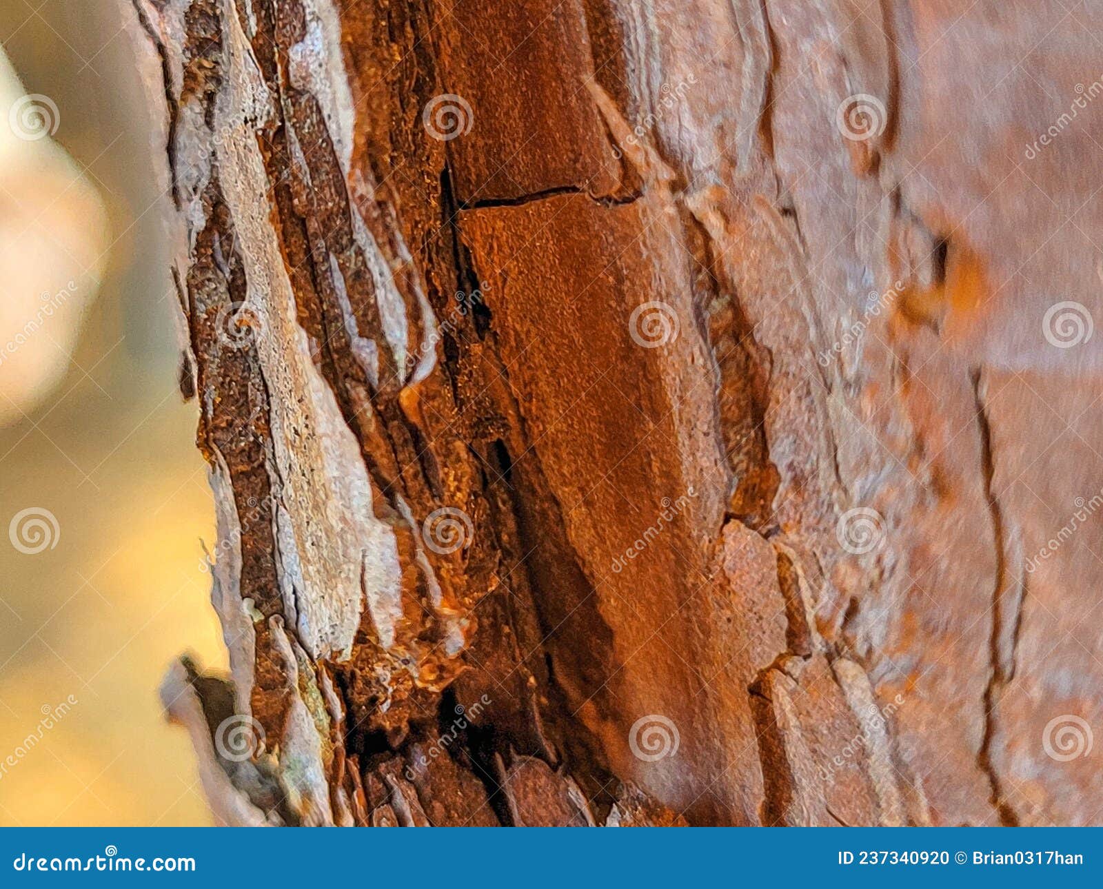 Macro Photography of Tree Bark Stock Photo - Image of bark, nature ...