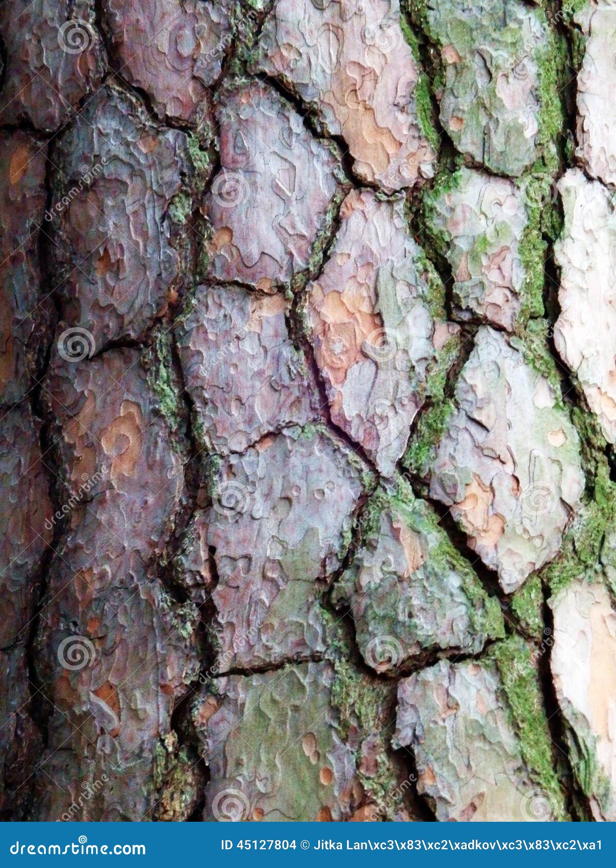 Macro Photography of Tree Bark Stock Photo - Image of forest, season ...