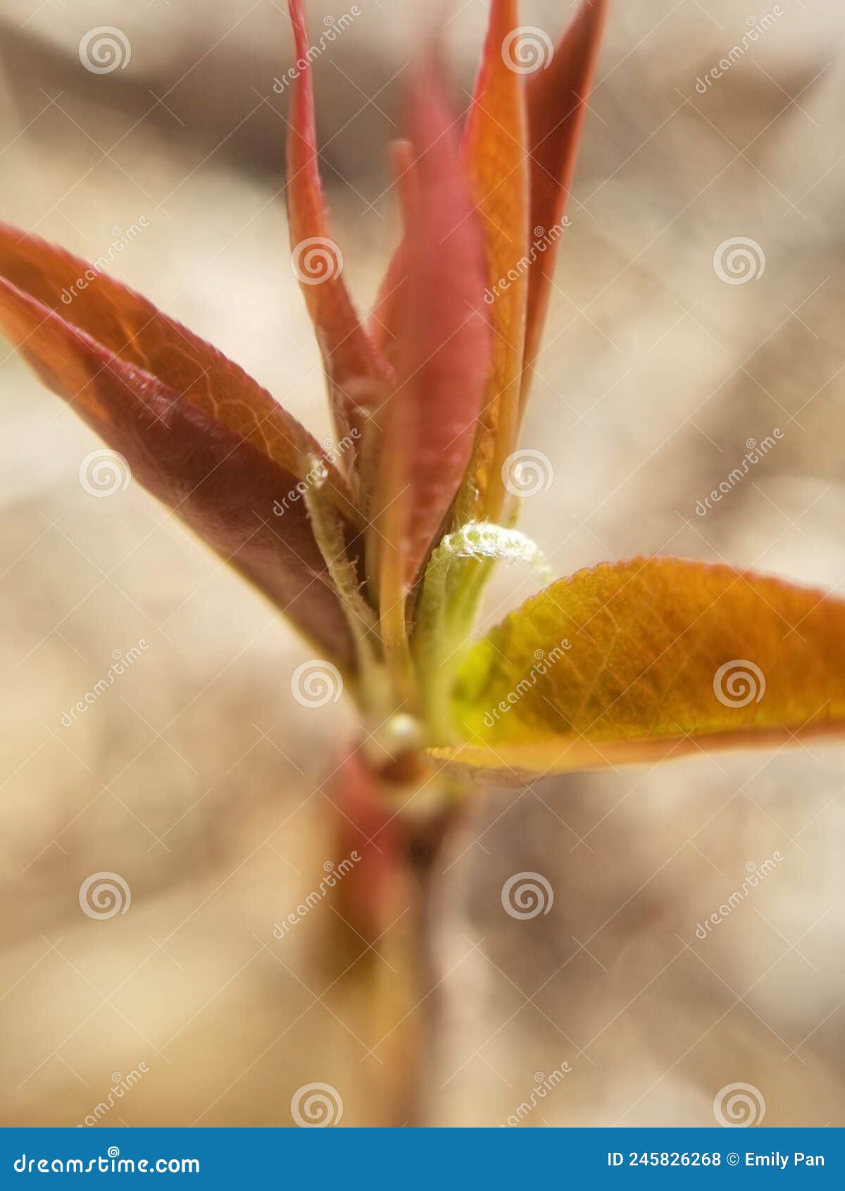 Macro Photography Tree stock photo. Image of plant, nature - 245826268