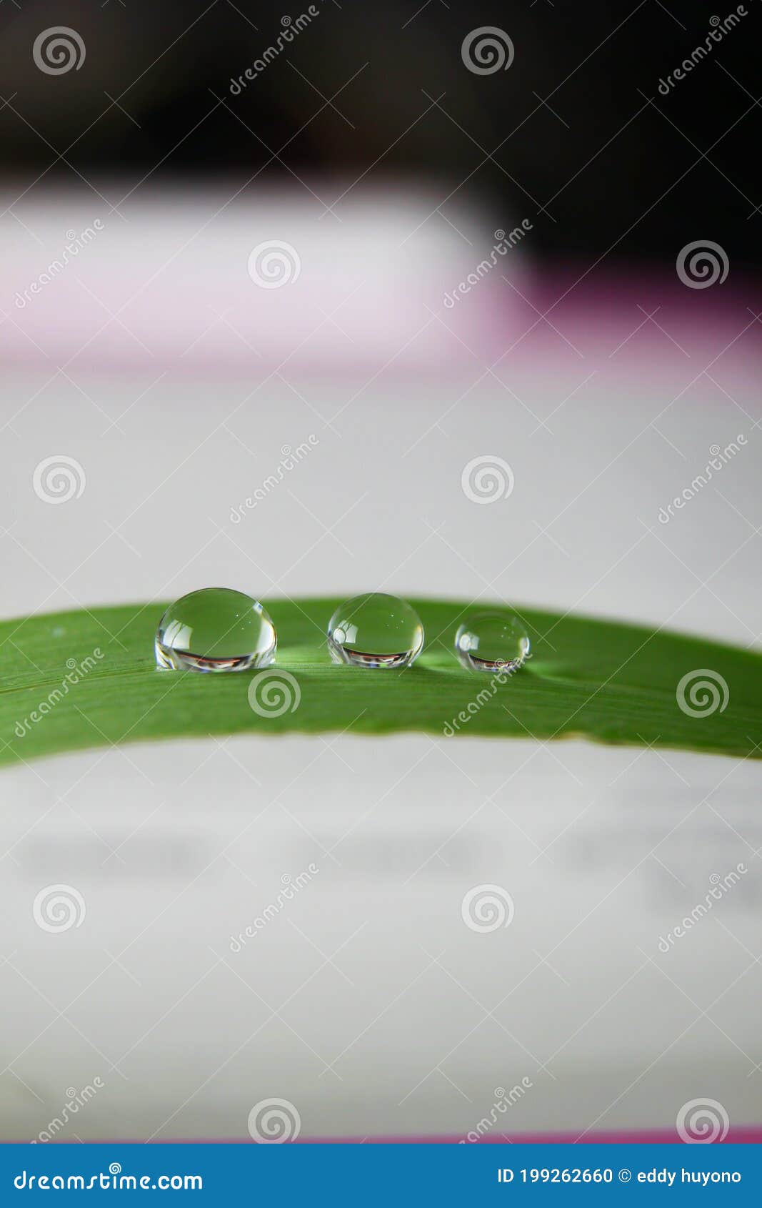 Water Drop Indoor Macro Leaves Stock Photo - Image of macro, drop ...