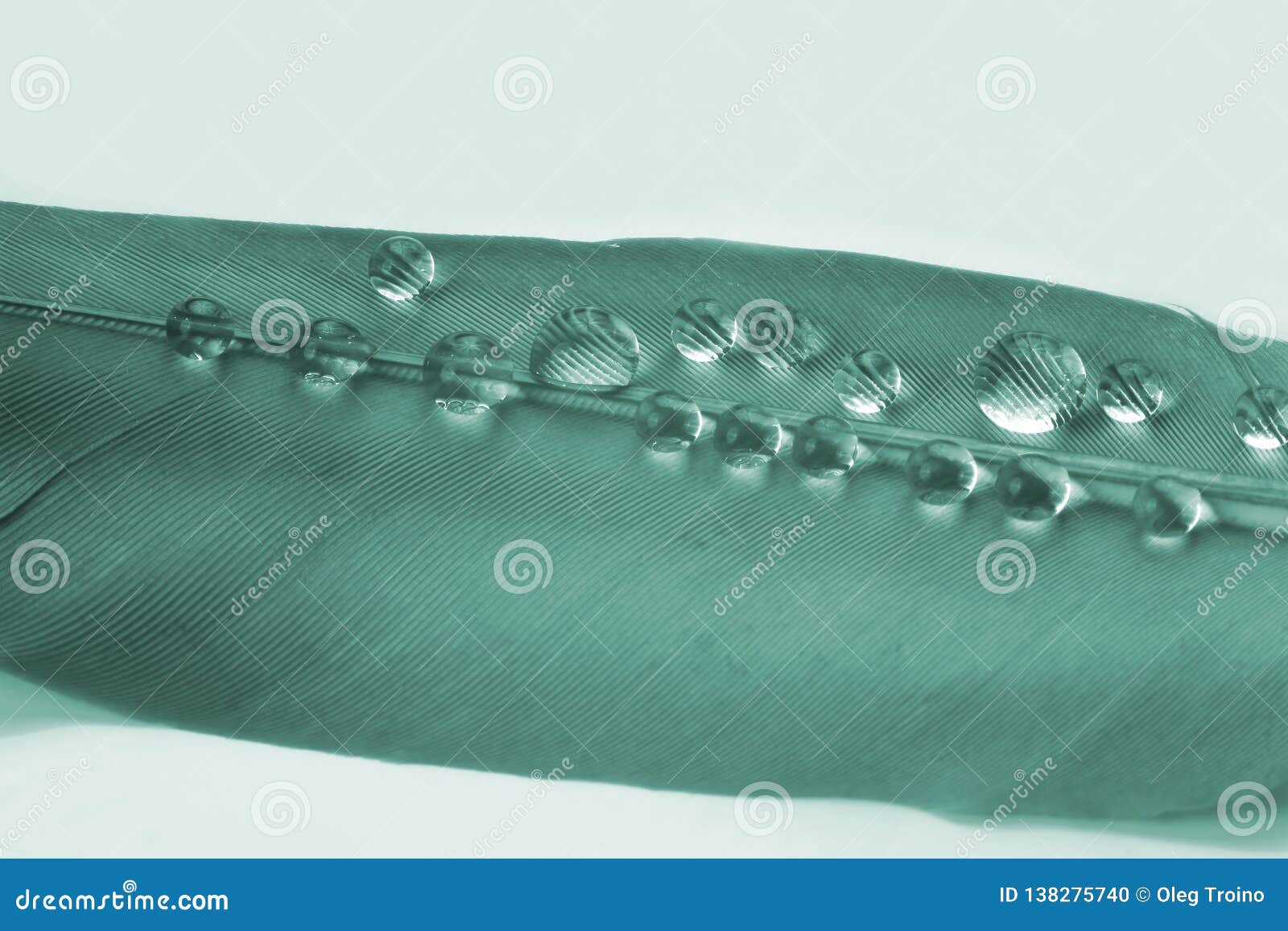Macro Photography of Water Drops on a Bird`s Feather Stock Photo ...