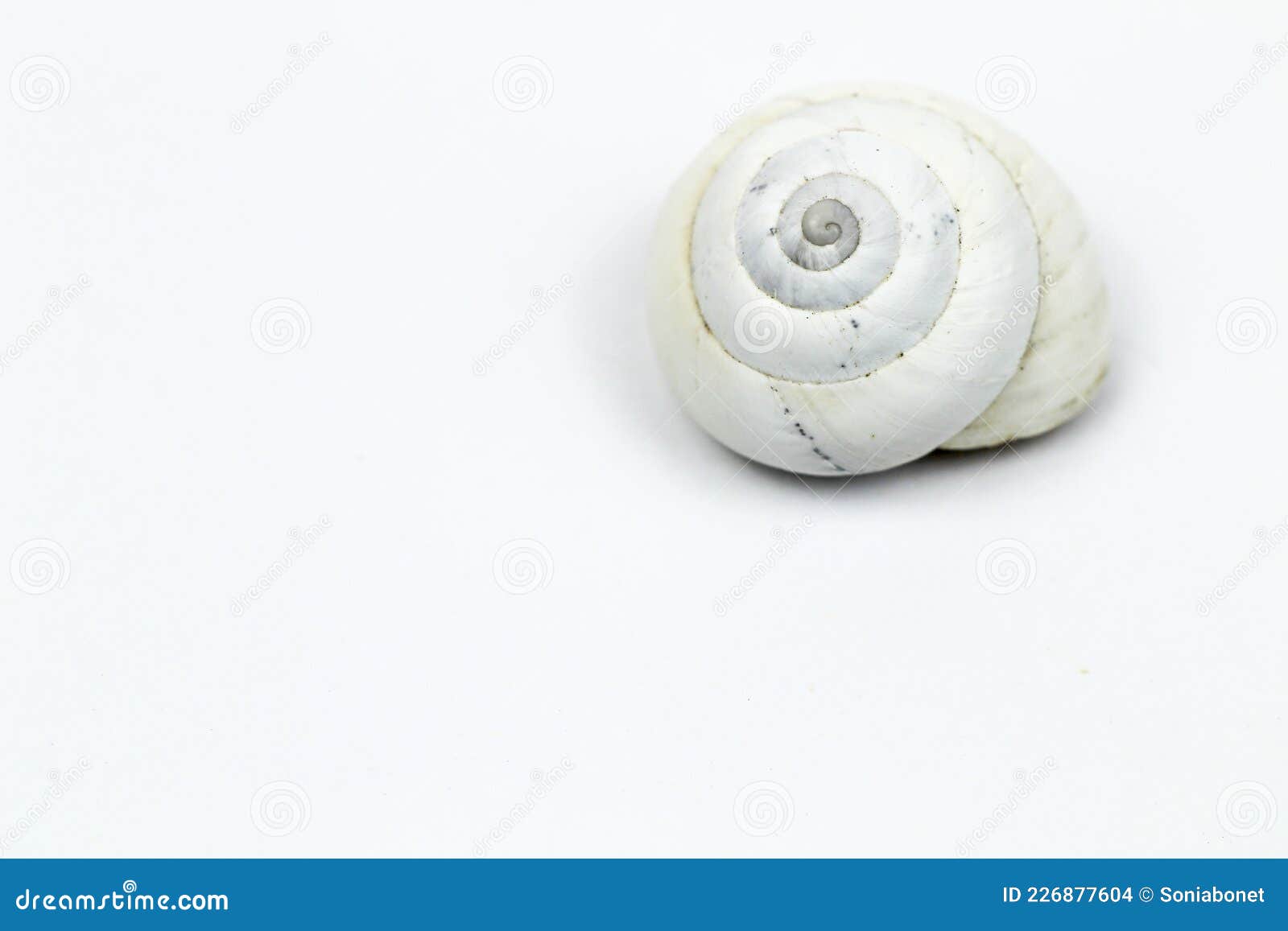 Macro Photography of White Snail Shell Stock Photo - Image of ...