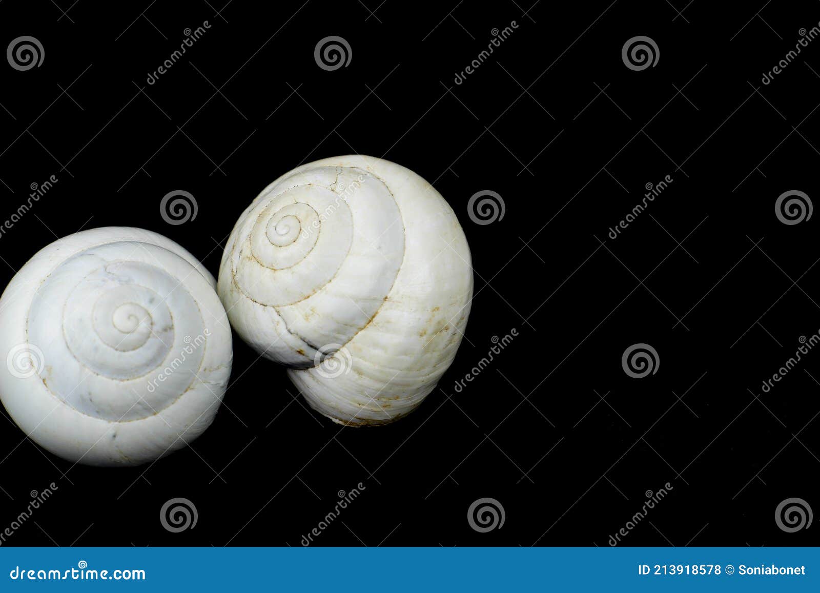Macro Photography of White Snail Shells Stock Photo - Image of crawl ...