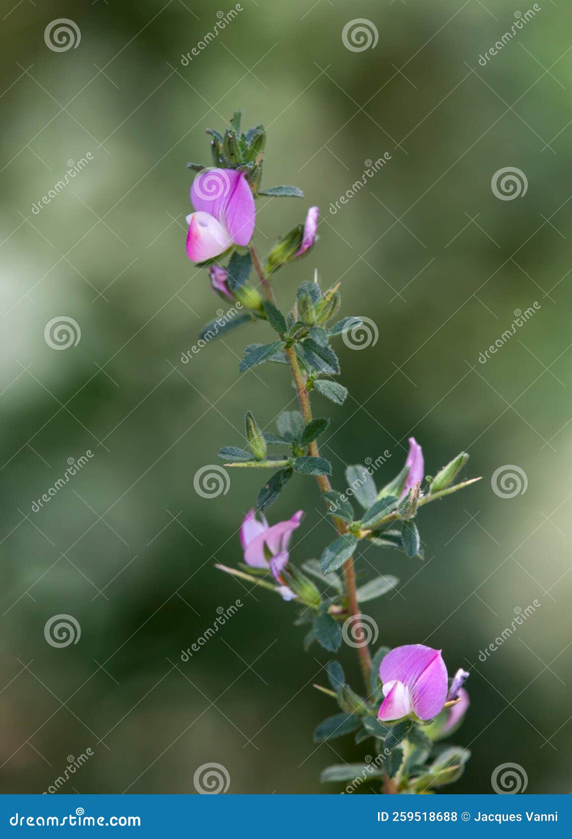Ononis Spinosa, Spiny Restharrow In Bloom Royalty-Free Stock ...
