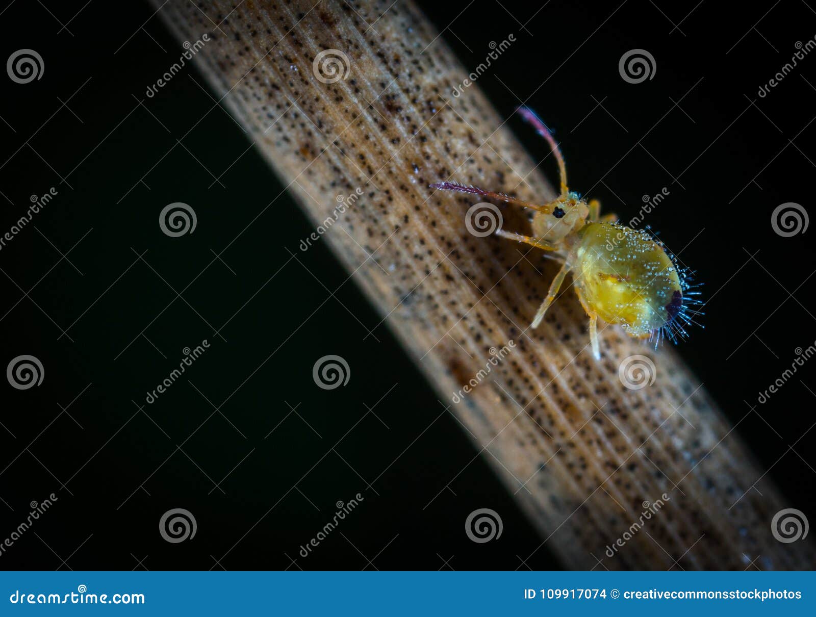 Macro Photography Of Yellow Six Legged Insect Picture. Image: 109917074