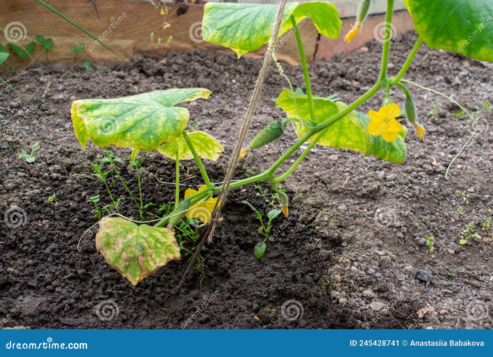 Macro Photos Of Plants Fresh Cucumber Bush Young Green Vegetable In