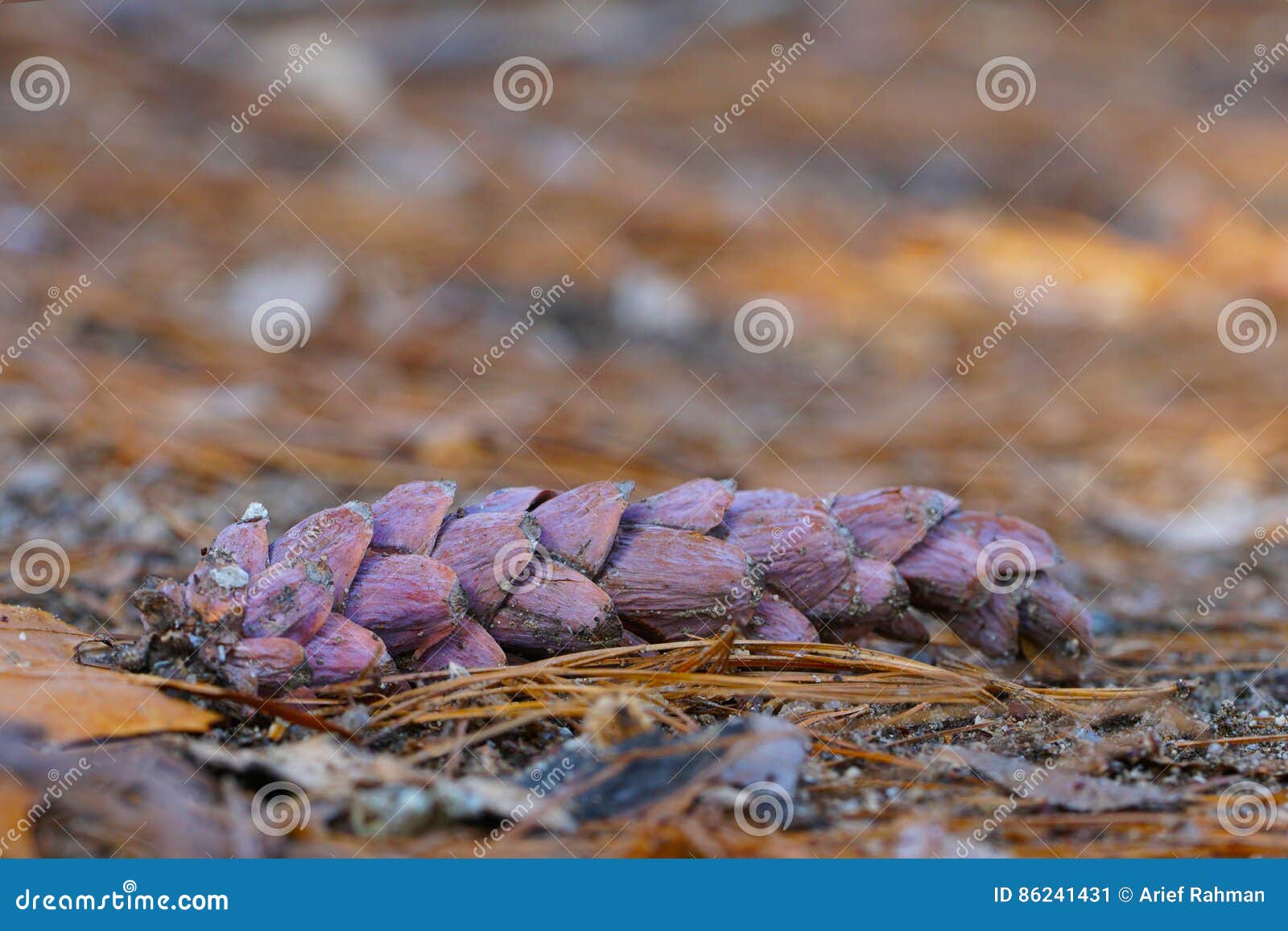 Acron on the Ground Details Stock Image - Image of garden, love: 86241431