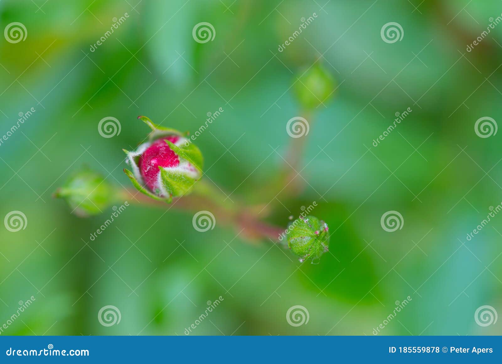 Macro Picture of Budding Roses Stock Photo - Image of rose, roses ...