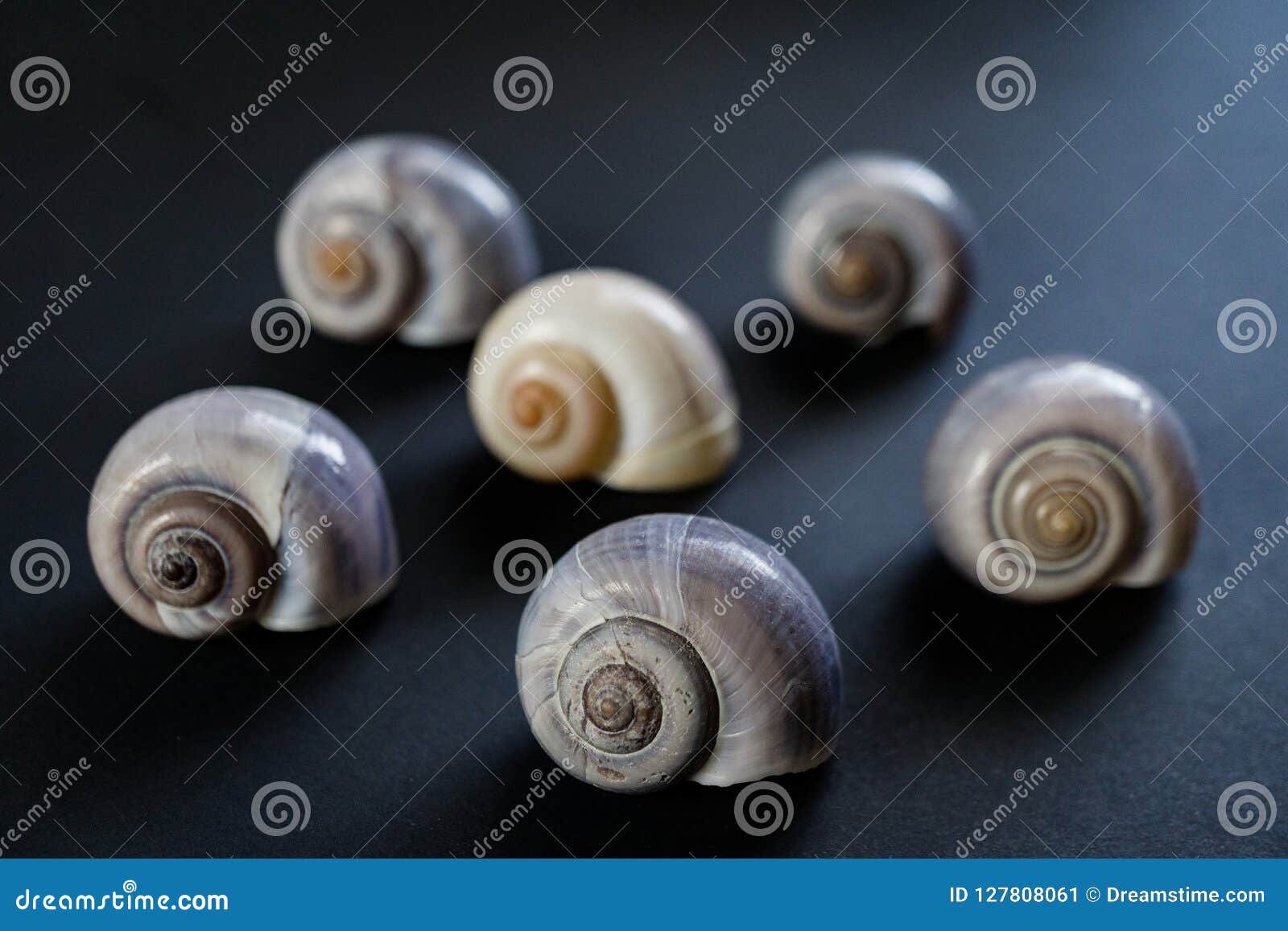Macro Picture of Five Snail Shells, with Shallow Depth of Field Stock ...