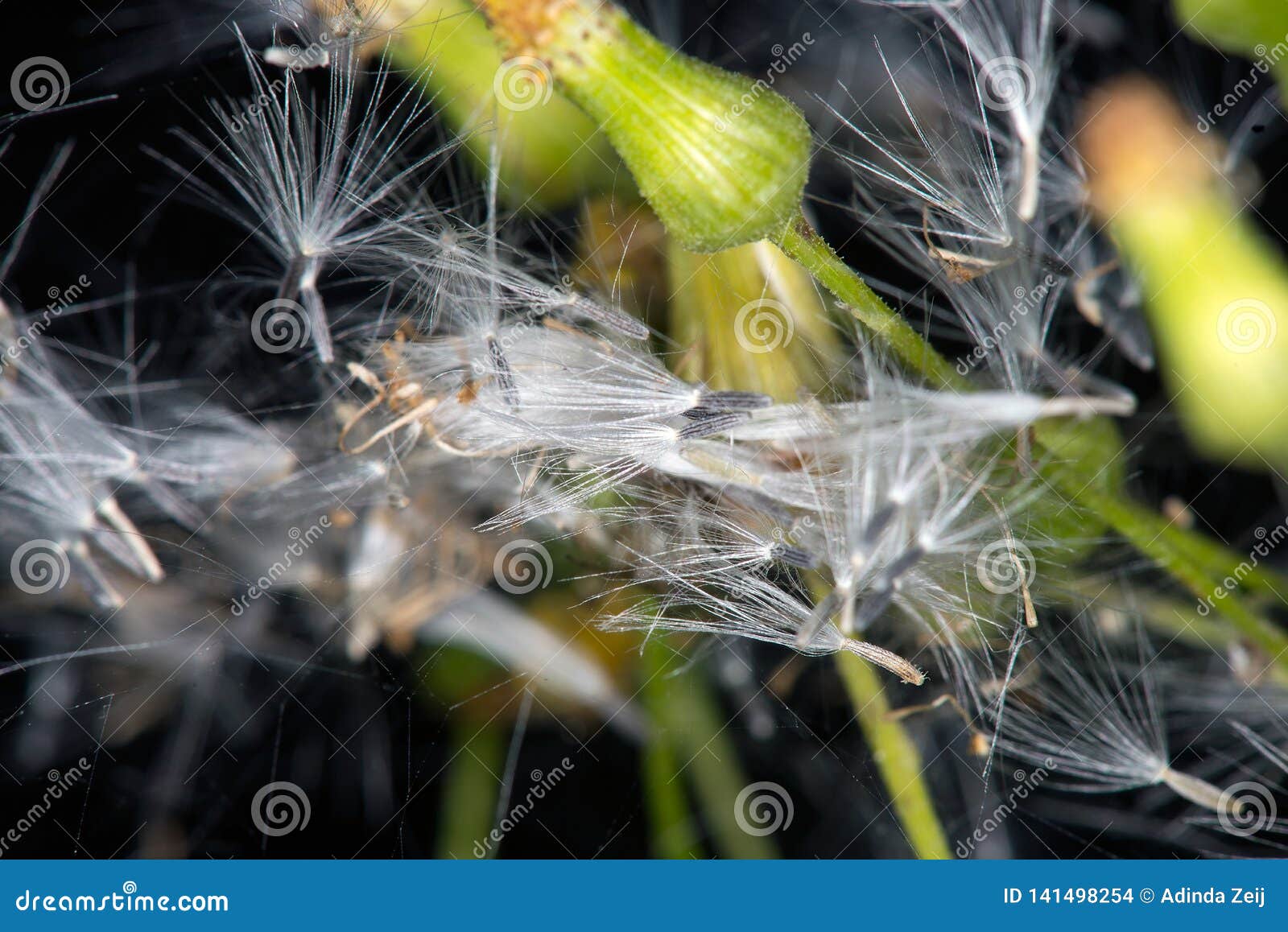 Flying Seeds from Dandelion Stock Photo - Image of macro, wind: 141498254