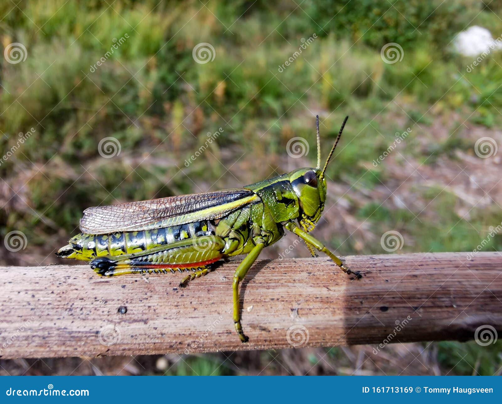 Macro picture of a locust stock image. Image of close - 161713169