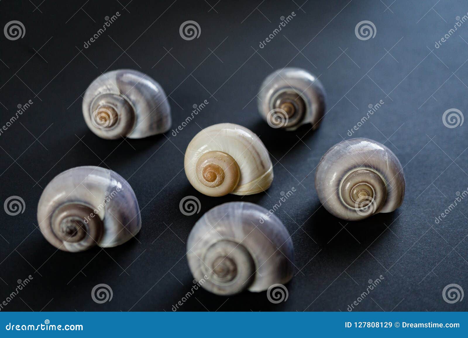 Macro Picture of Six Snail Shells, with Shallow Depth of Field Stock ...