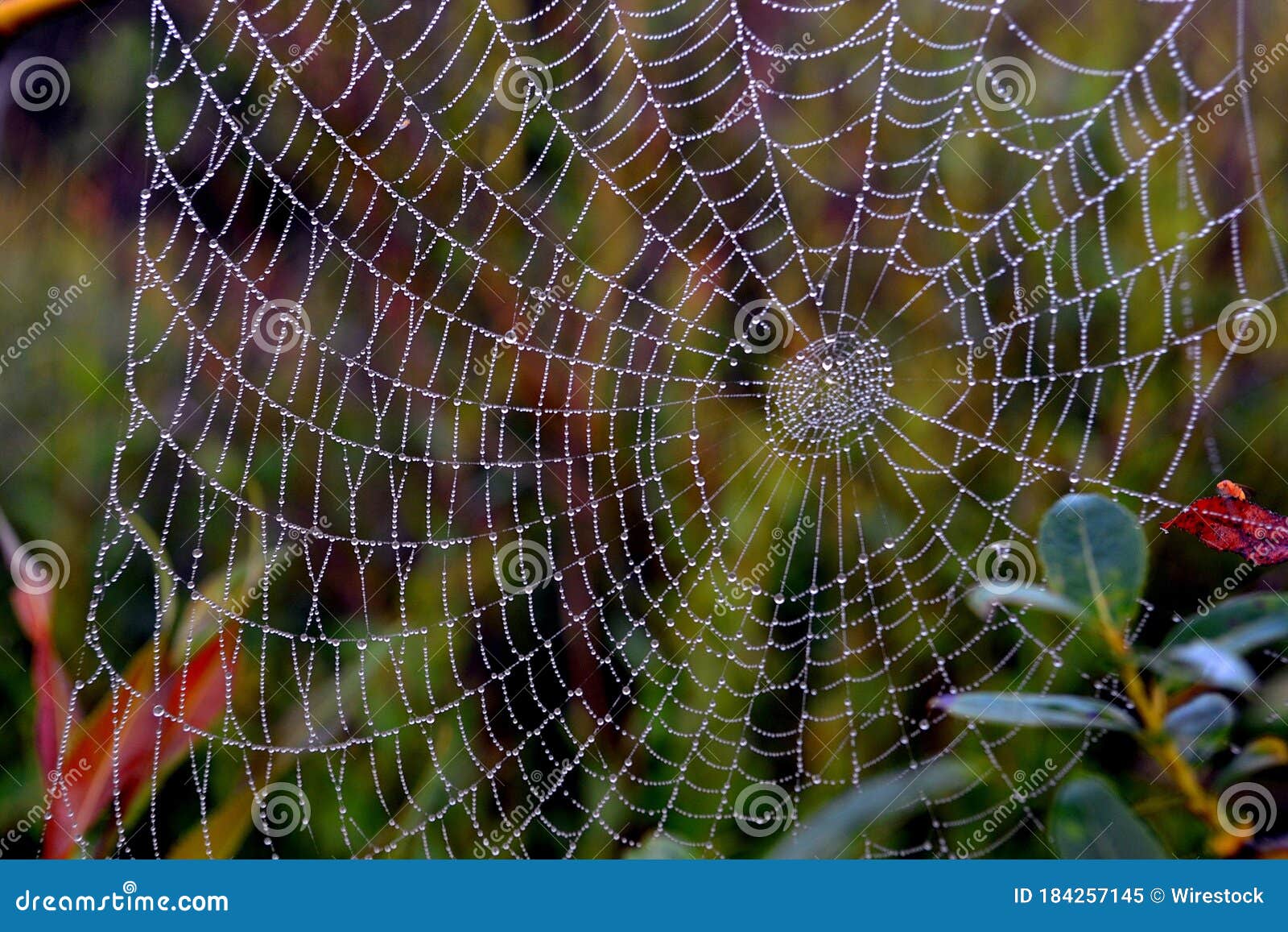 Macro Picture of a Spider Web with Bubble Droplets Under the Sunlight ...