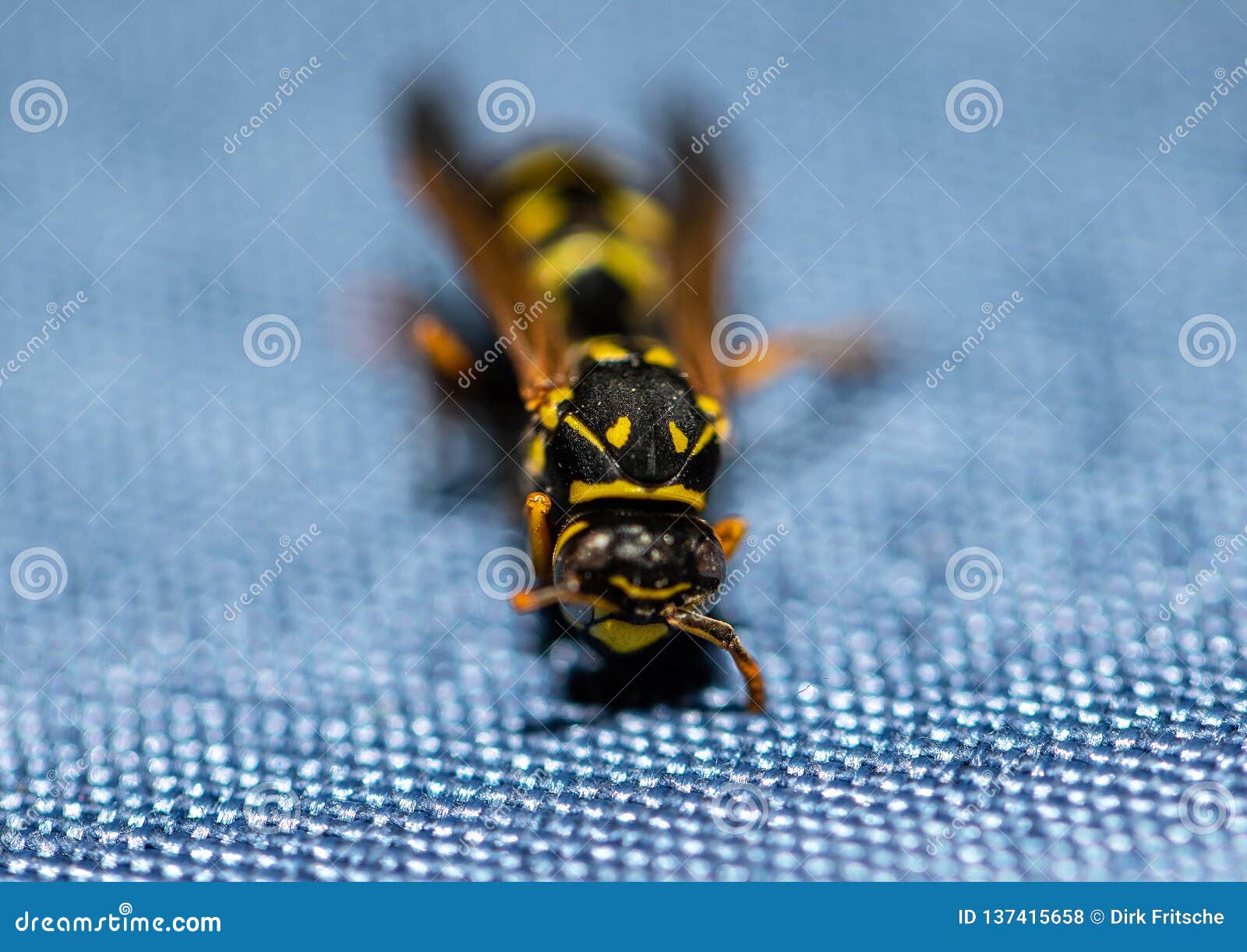 Macro Picture of a Wasp Sitting on a Table Stock Photo - Image of ...