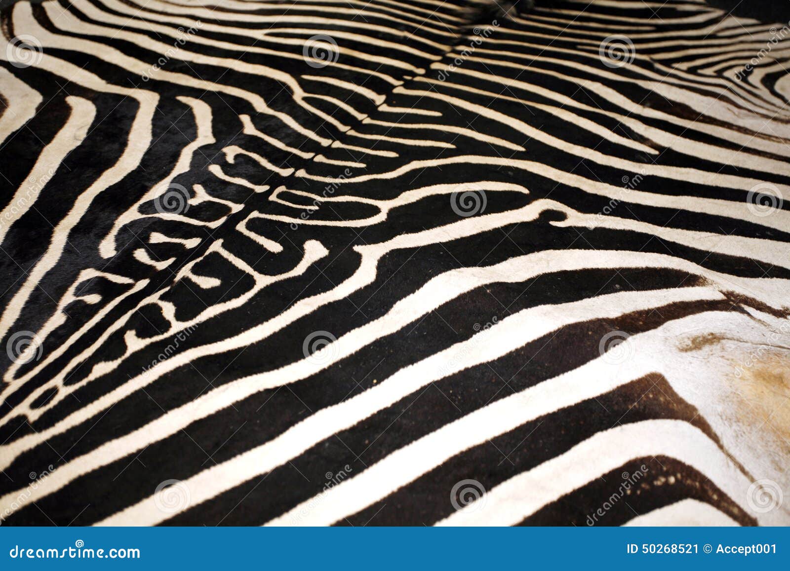 Macro Picture of a Zebra Skin Texture As a Background Stock Image ...