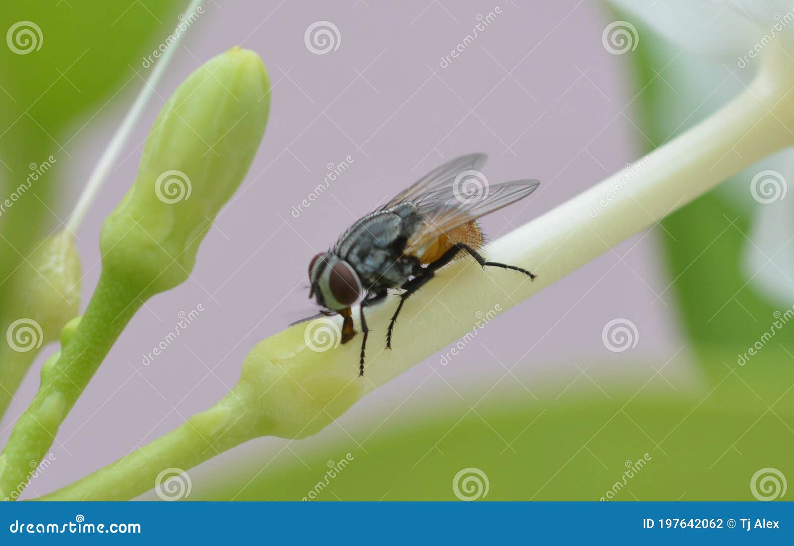 160 Pictute Stock Photos - Free & Royalty-Free Stock Photos from Dreamstime