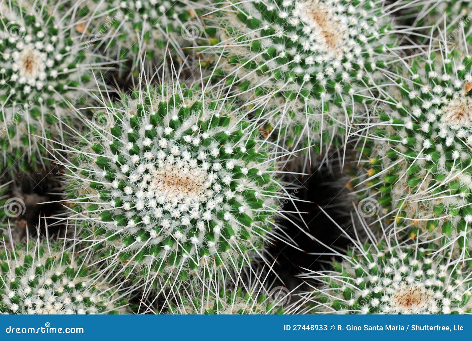 Macro of Pincushion Cactus stock image. Image of botany - 27448933