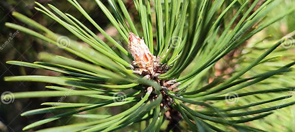 Macro pine bud stock photo. Image of summer, macro, plant - 316555926