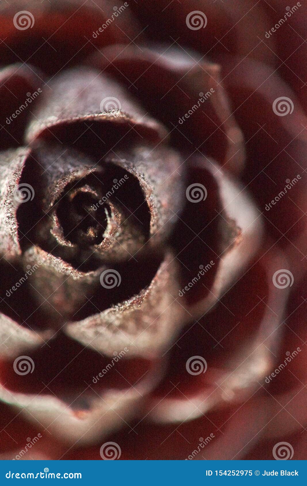 Macro Pine-cone Seed-pod Detail. Stock Image - Image of brown, detail ...