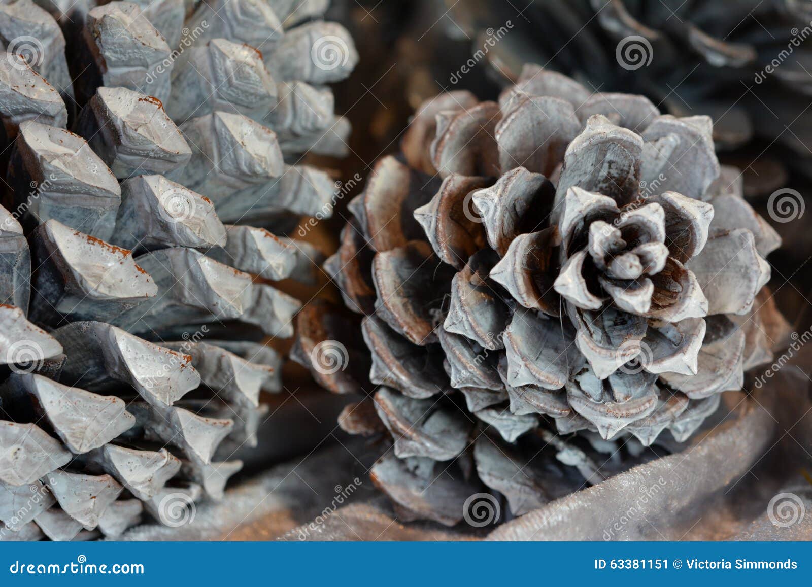 Macro Pine cones stock image. Image of cone, winter, seeds - 63381151