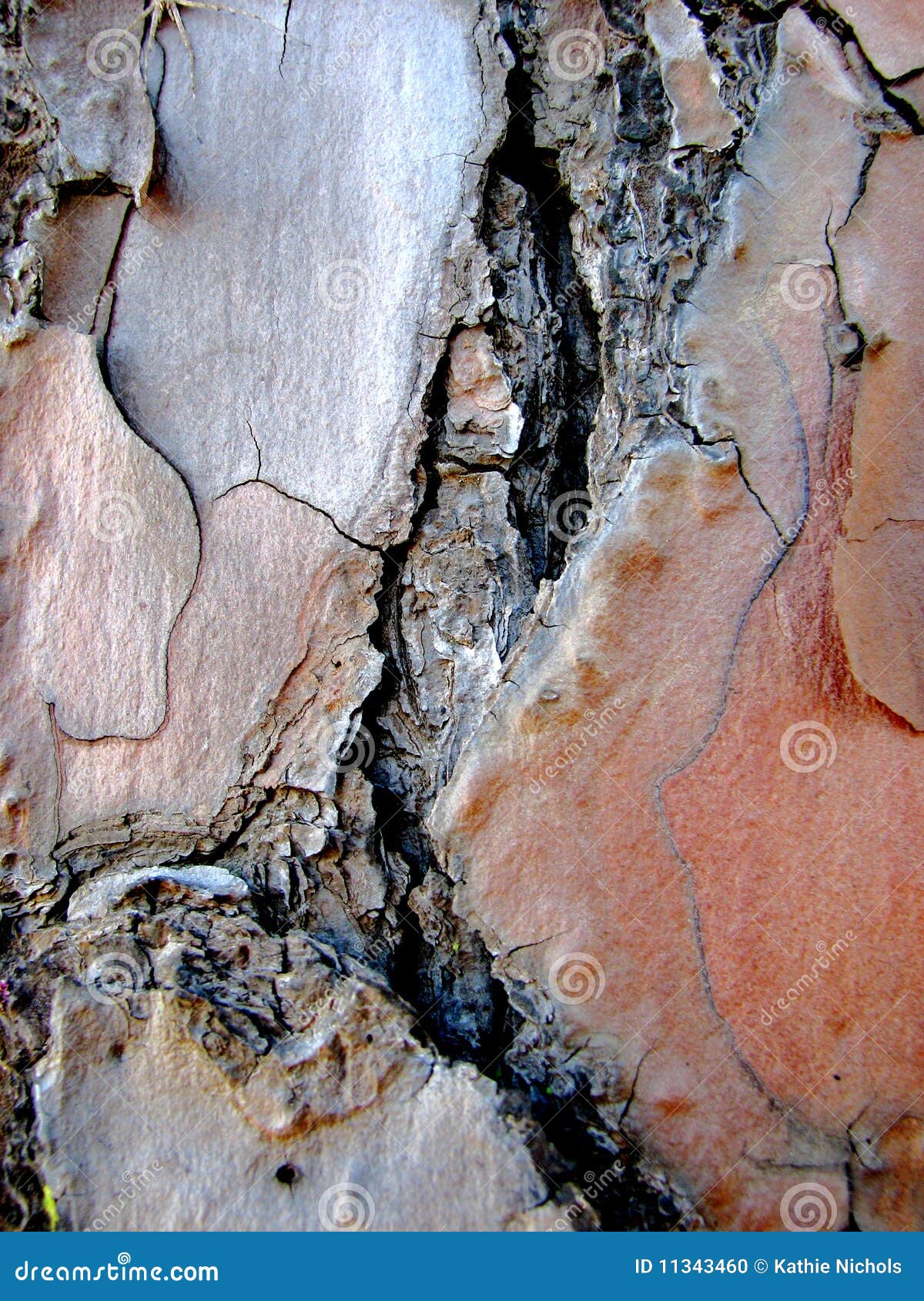 Macro Pine Tree Bark stock photo. Image of detail, detailed - 11343460