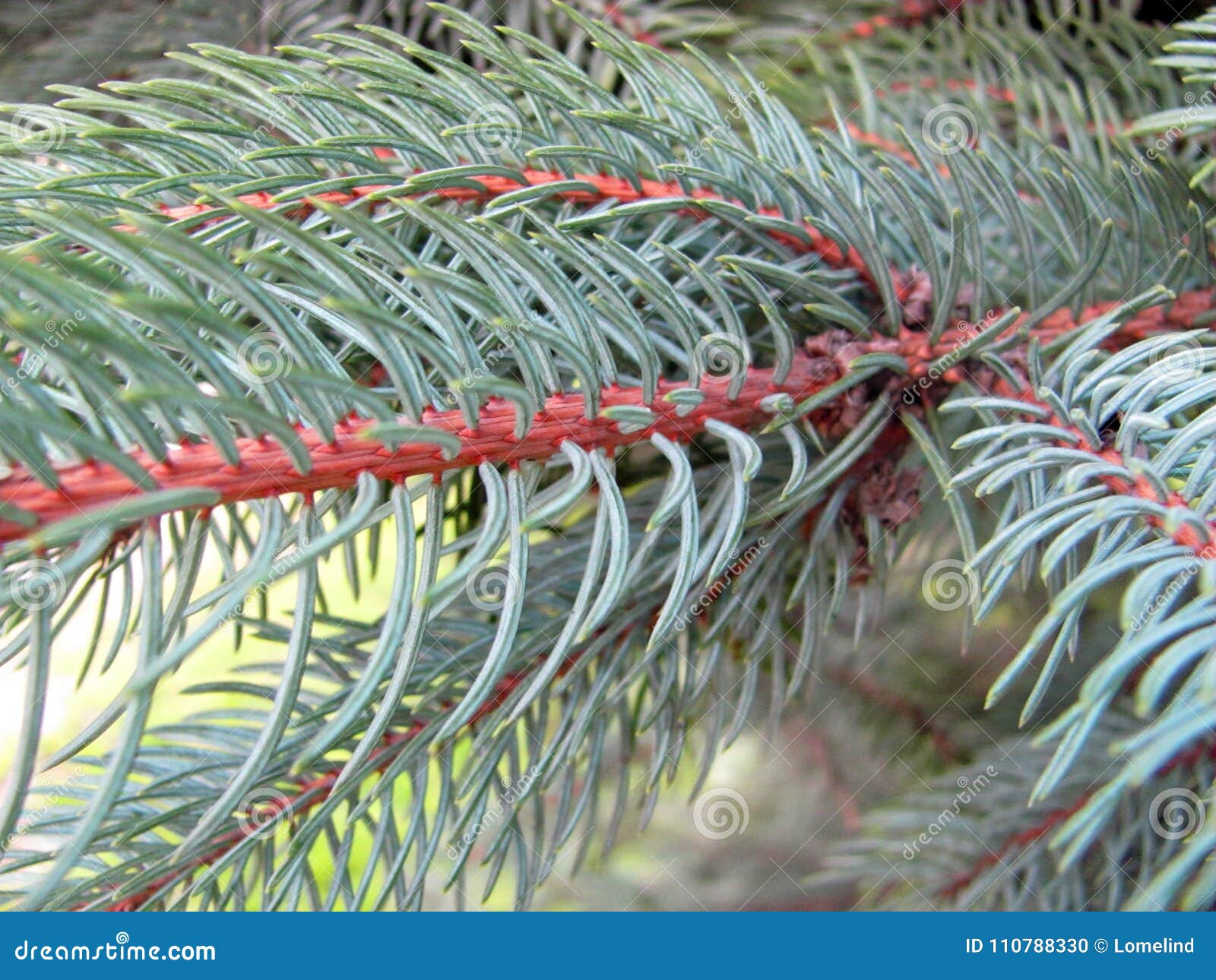 Macro pine-tree branch stock photo. Image of flora, pinetree - 110788330
