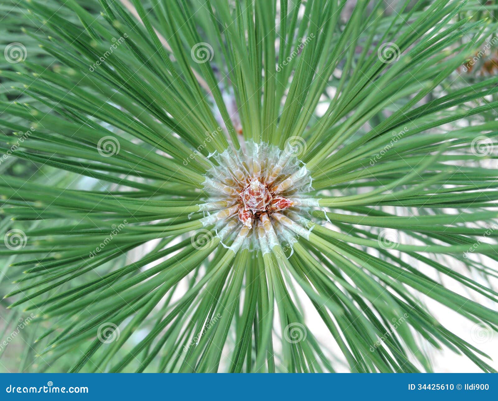 Macro of pine tree. stock photo. Image of branch, tree - 34425610