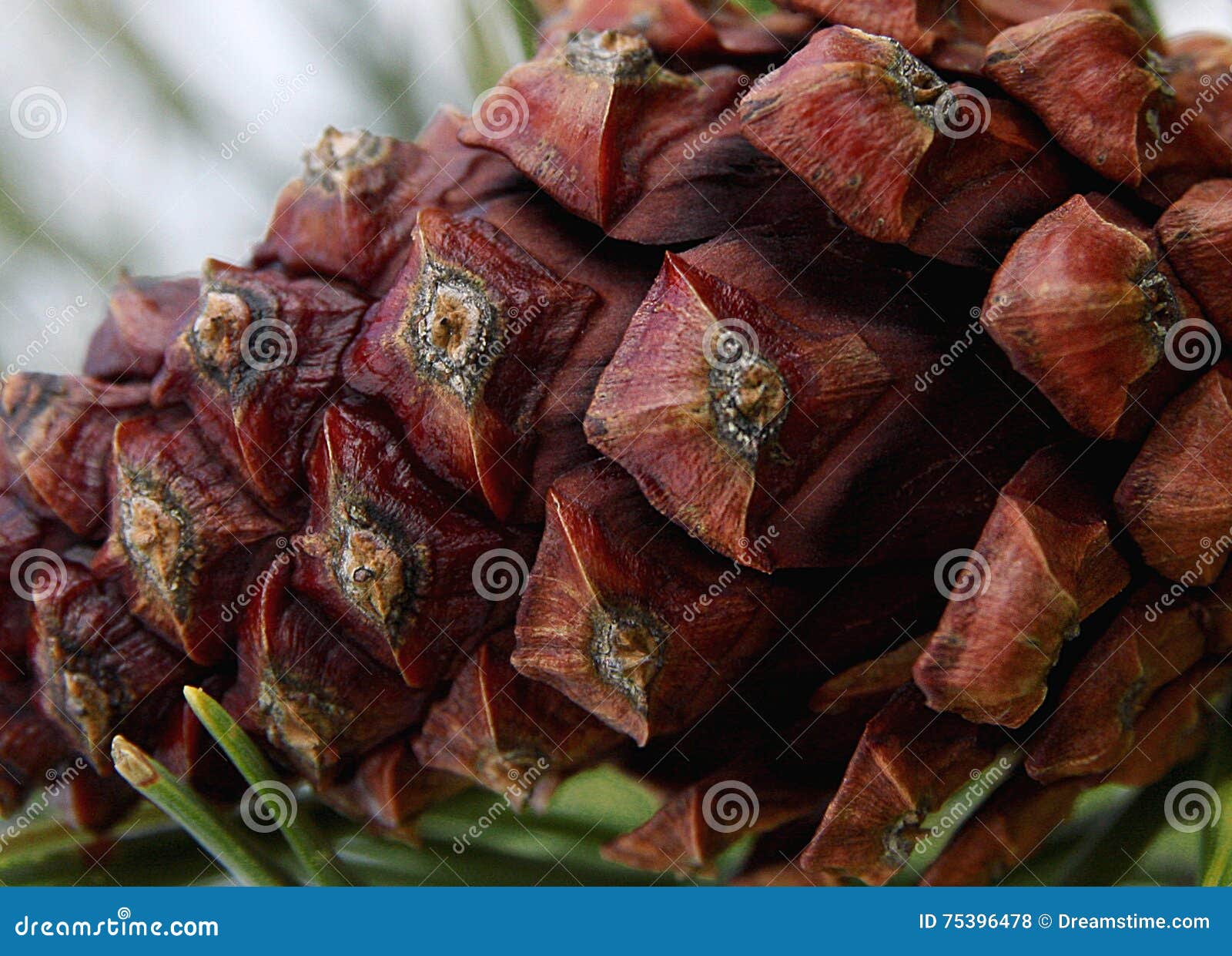 Macro Pinecone Hanging on the Pine Tree Stock Photo - Image of details ...
