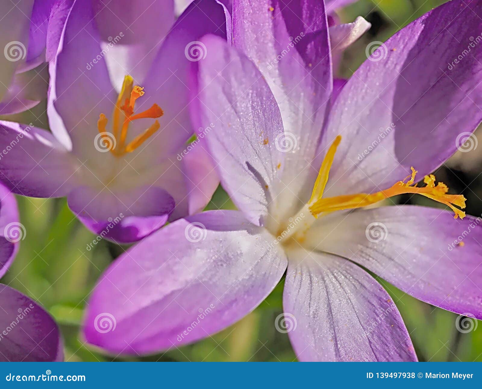 Beautiful Pink Blooming Crocus Flowers Stock Photo - Image of april ...