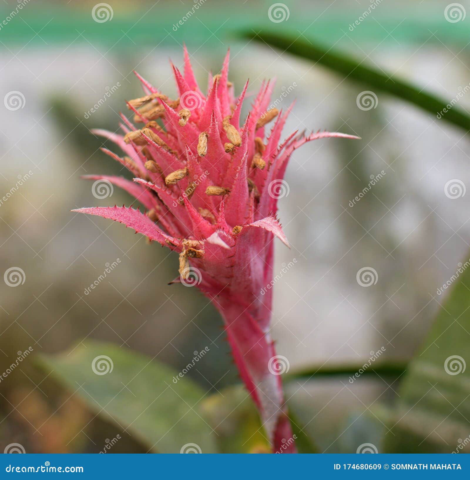 Macro of Pink Bromeliad Flower in Bloom in Springtime Aechmea Fasciata ...
