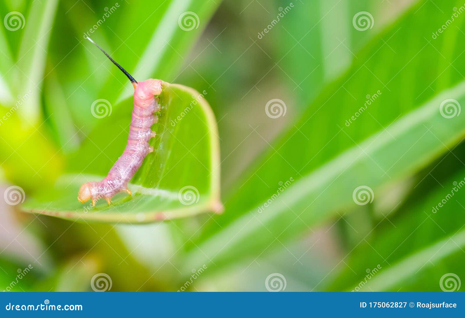 Macro Pink Caterpillar Worm Animal Climbling Slow for Eating Green Leaf ...