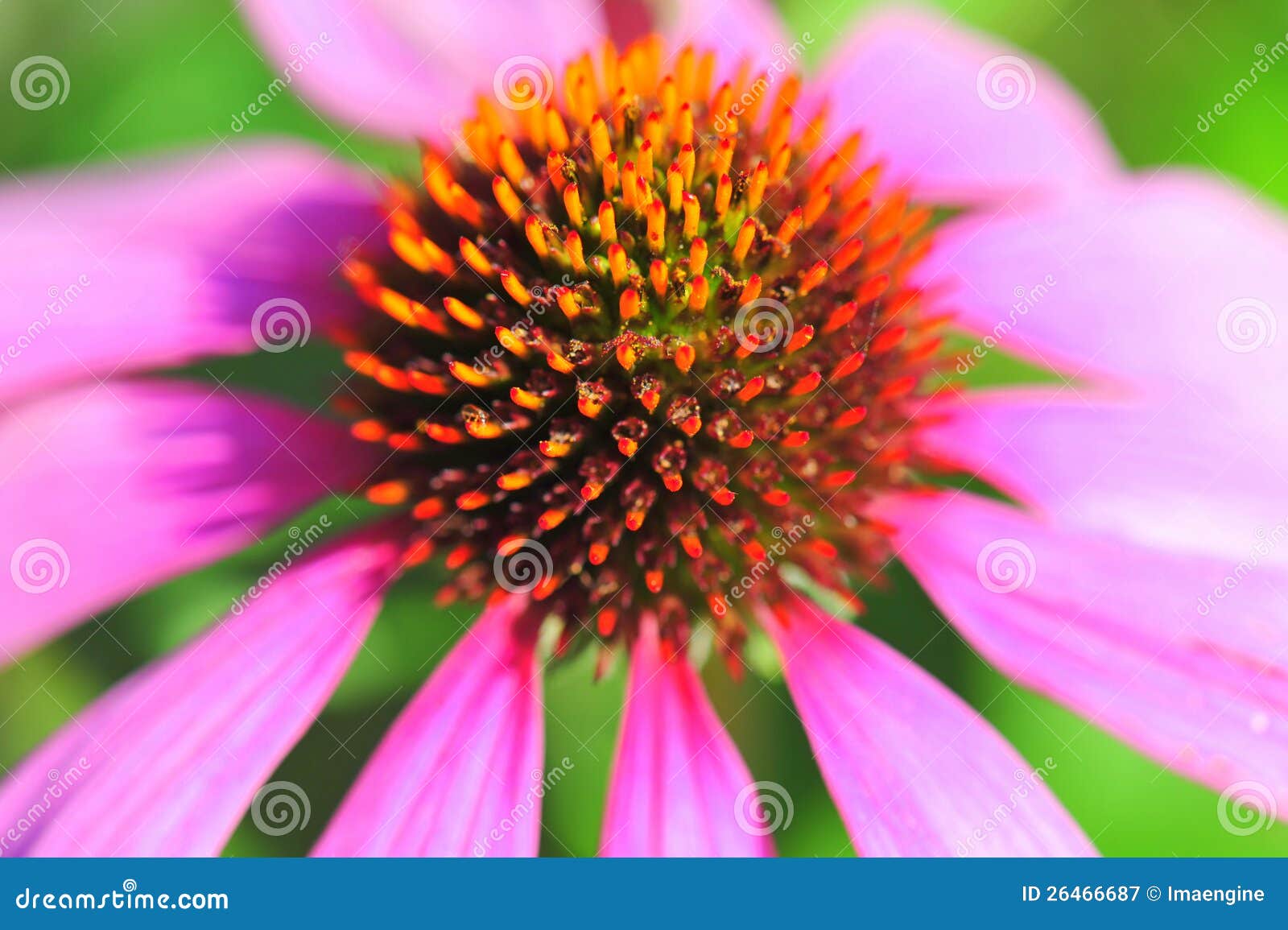 Macro pink daisy stock image. Image of blur, buds, bloom - 26466687